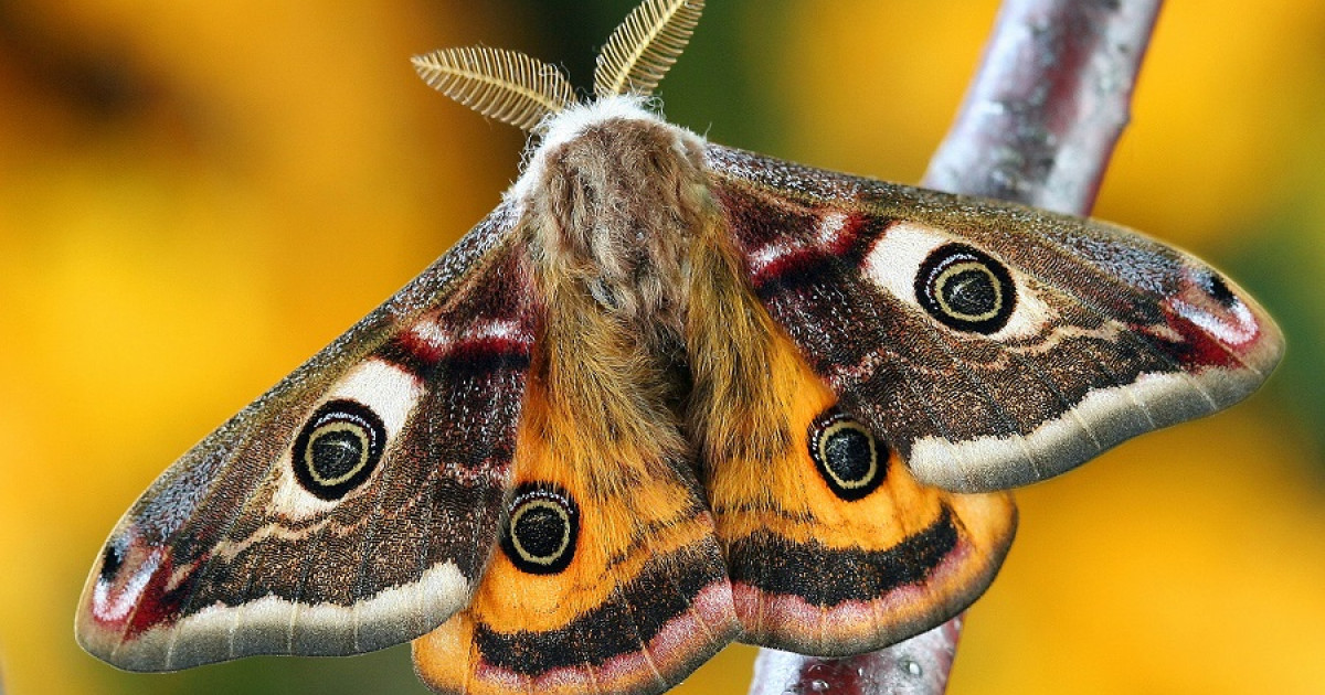 Motefobia (fobia a las polillas): síntomas, causas y tratamiento