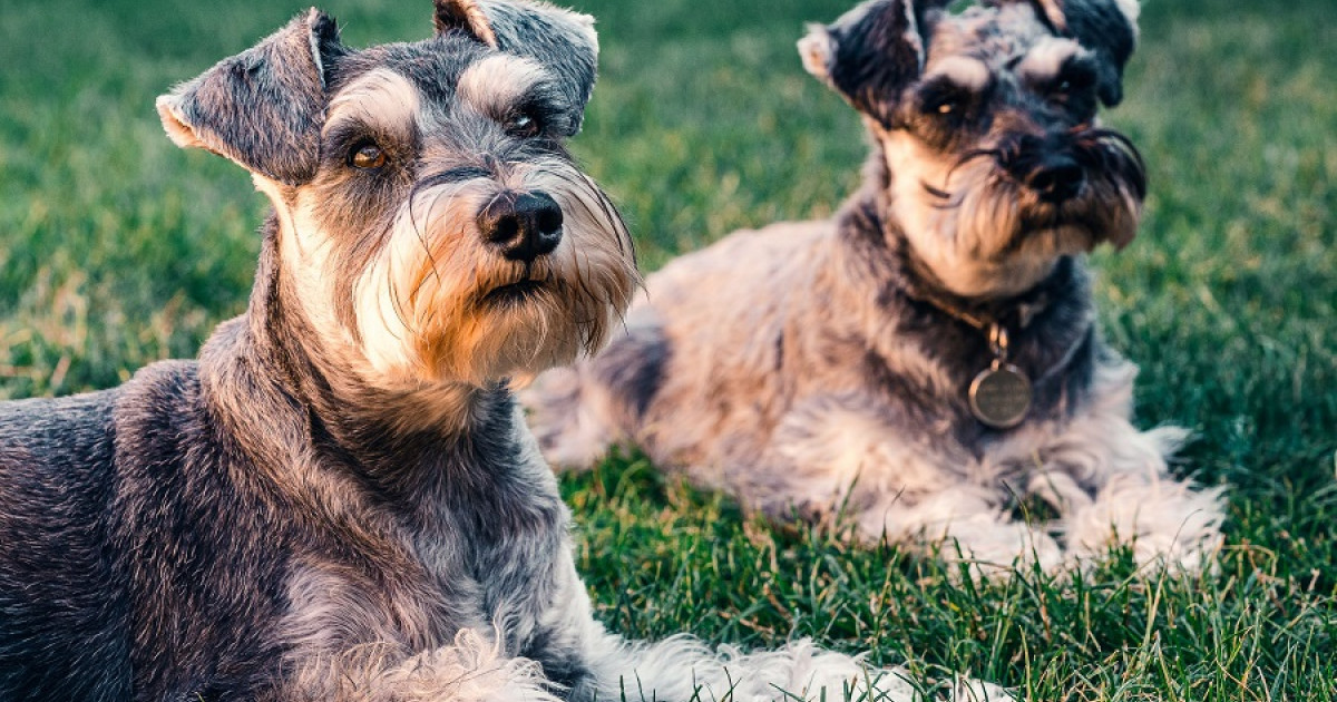 ¿Cómo se interviene en la fobia a los perros en psicoterapia?
