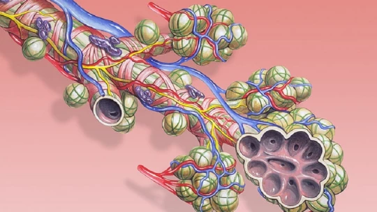 Alveolos De Histologia Pulmonar