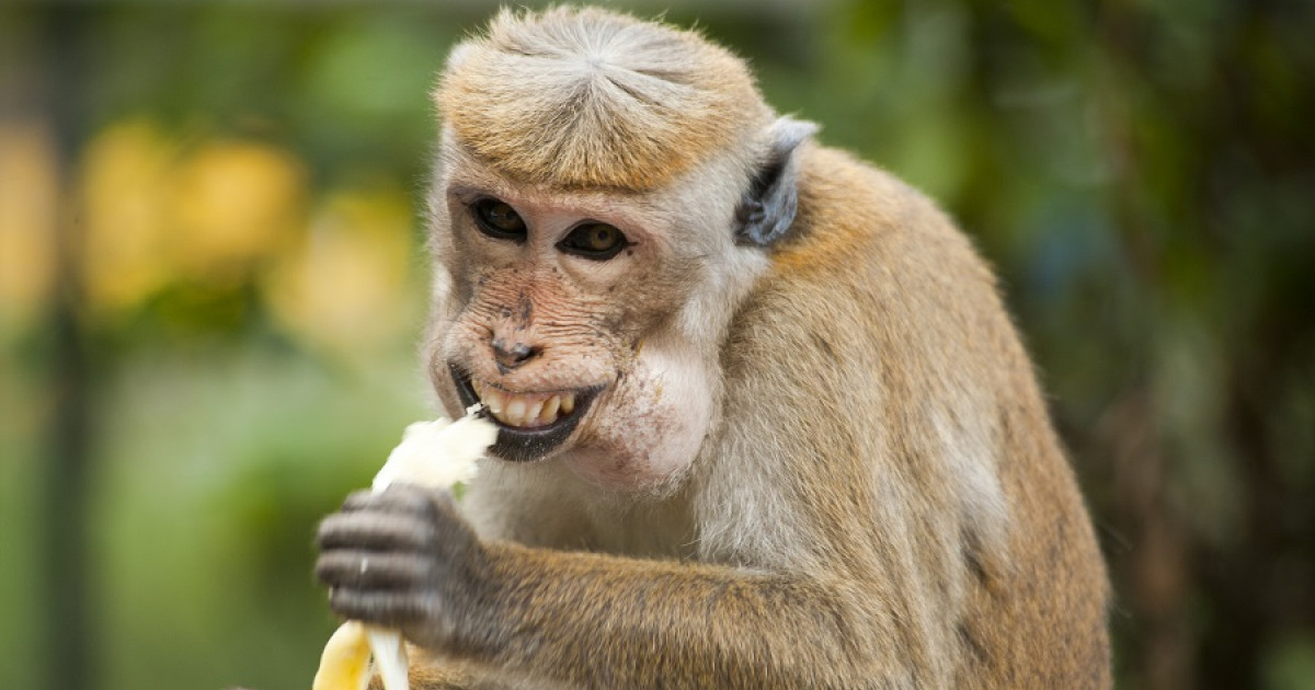 Antropomorfismo: qué es y cómo nos influye