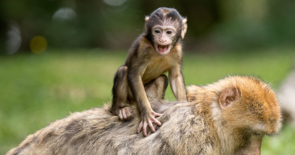 La Hipótesis del Simio Temeroso: comprendiendo el Miedo