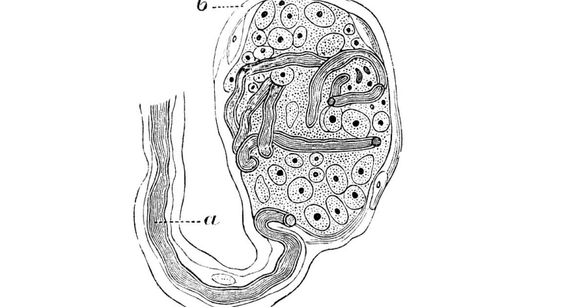 Corpúsculos de Krause: qué son, características y funciones