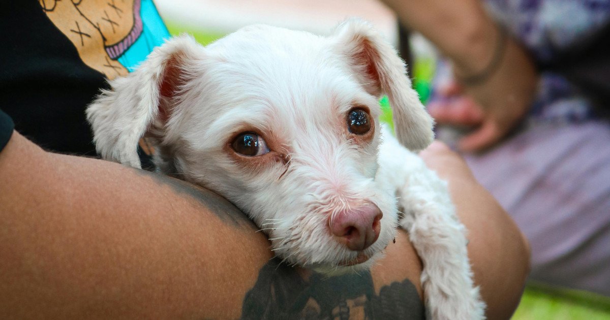 Así es como los Corazones de los Perros y de sus Dueños se sincronizan