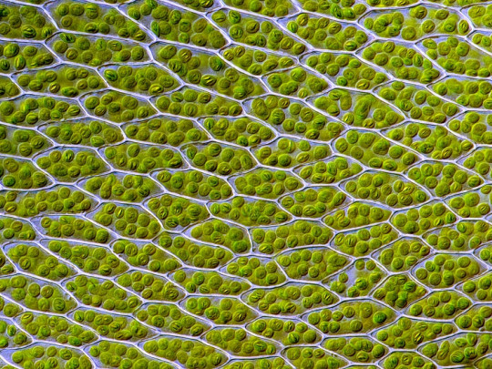 Teoría de la biogénesis: explicando la aparición de la vida