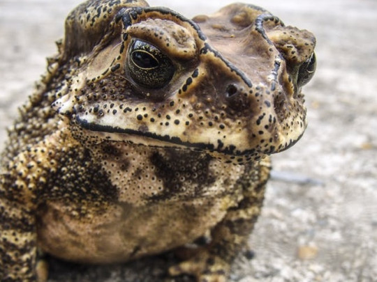 Ornitofobia (miedo a los pájaros): síntomas y causas