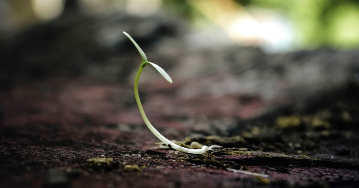 Teoría de la biogénesis: explicando la aparición de la vida