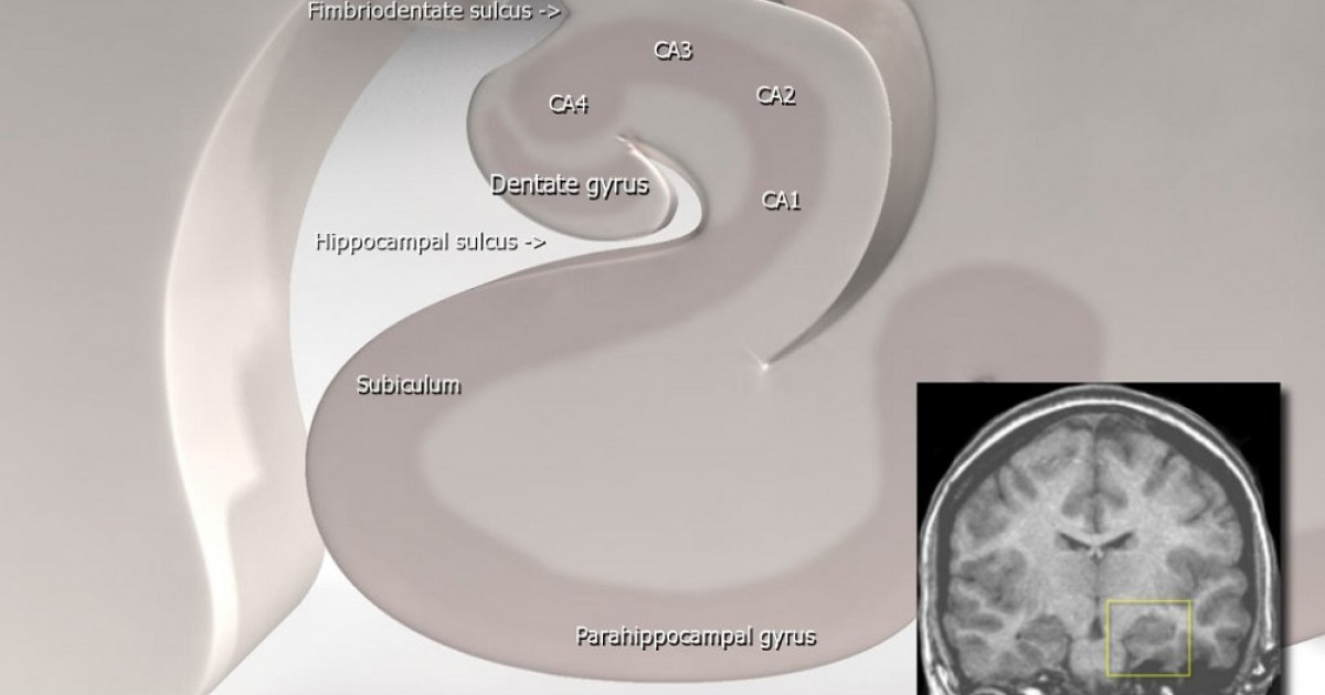 Subículo: partes y funciones de esta estructura cerebral