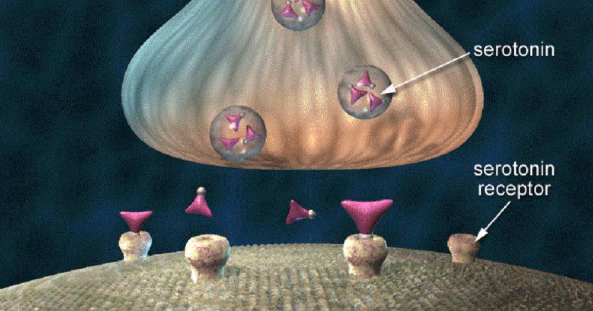 Receptores neuronales: qué son, tipos y funcionamiento