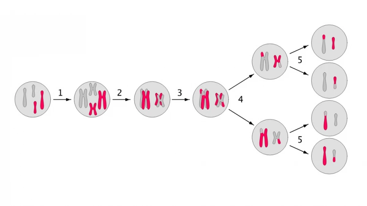 Etapas De La Meiosis Y Descripciones Espermatogénesis Invitrored