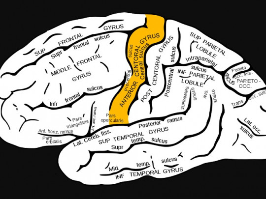 Giro lingual: funciones y características de esta parte del cerebro
