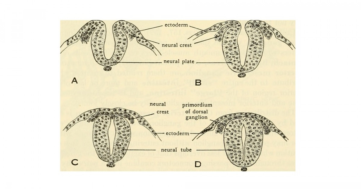 Ectodermo: qué es y cómo se desarrolla en la gestación