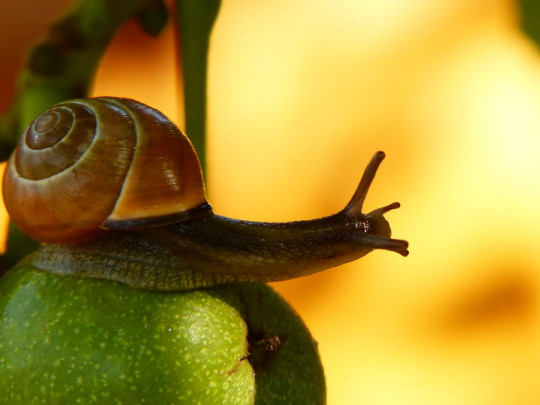Automisofobia (miedo a ensuciarse): síntomas y tratamiento