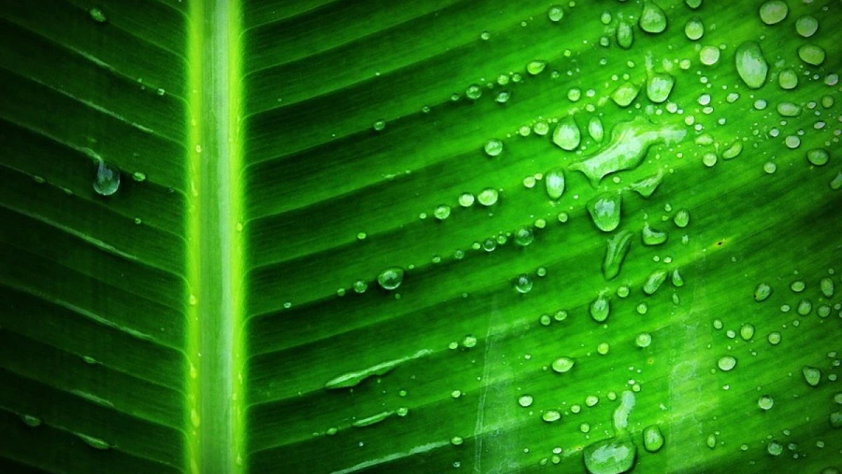 Qu Es La Clorofila Y Cules Son Sus Propiedades