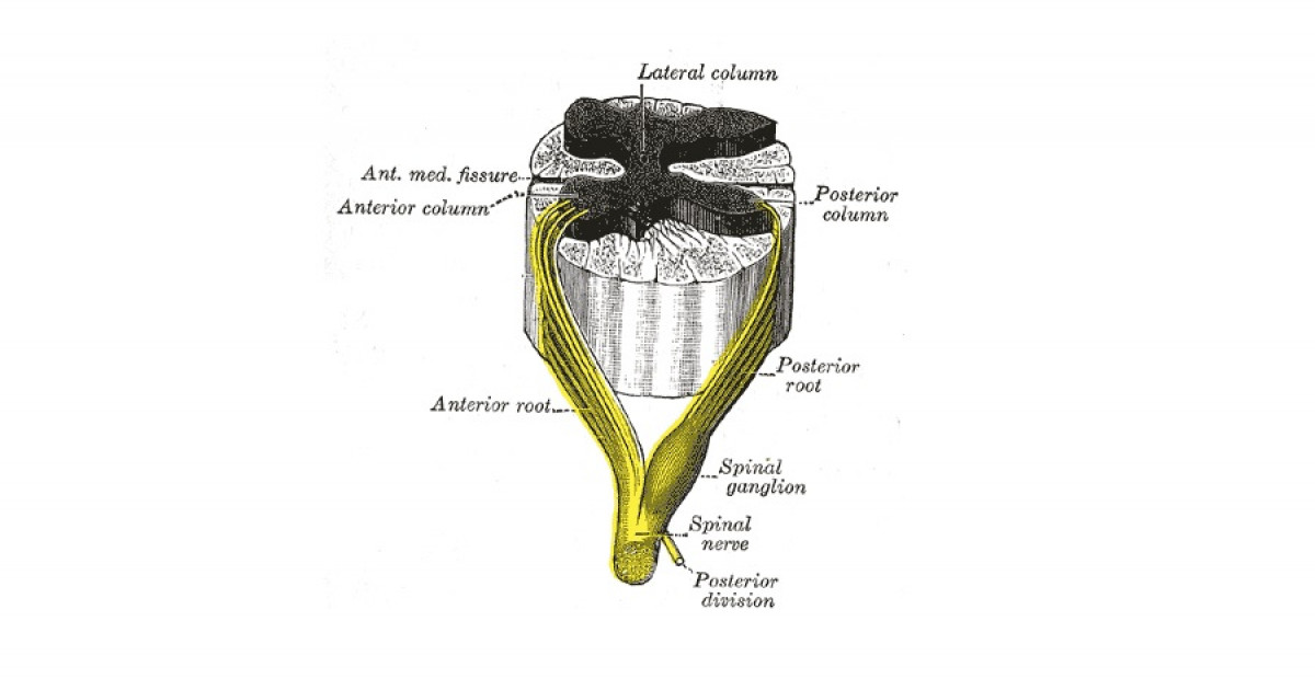Ganglios espinales: anatomía, características y funcionamiento