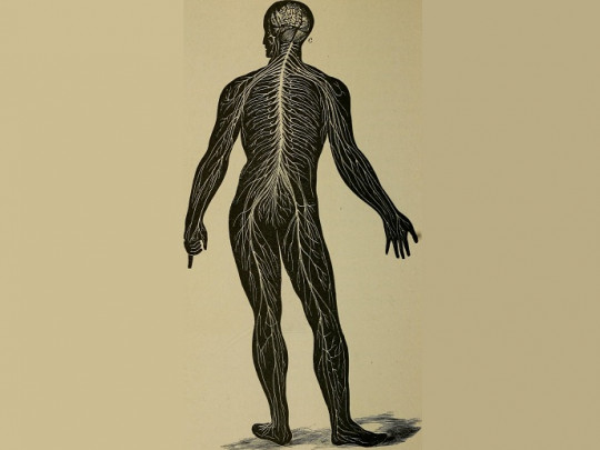 Axolema: qué es y qué características tiene esta parte de la neurona