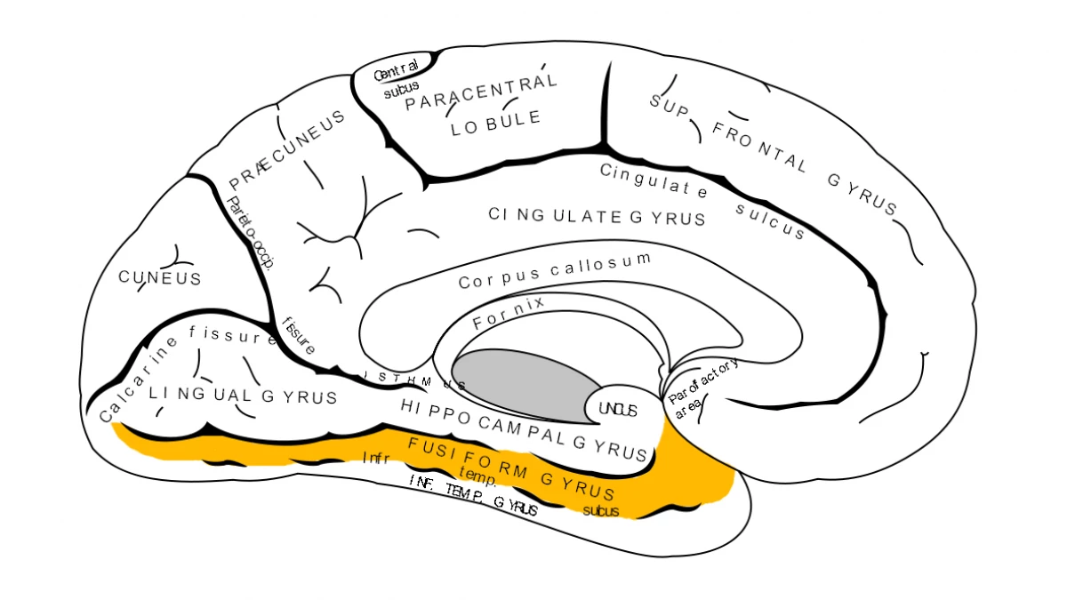 Diagrama De Area Facial Fusiforme Functionally And Structurally