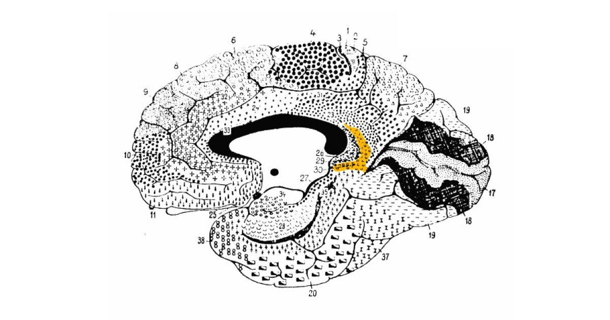 Área retroesplenial: características y funciones