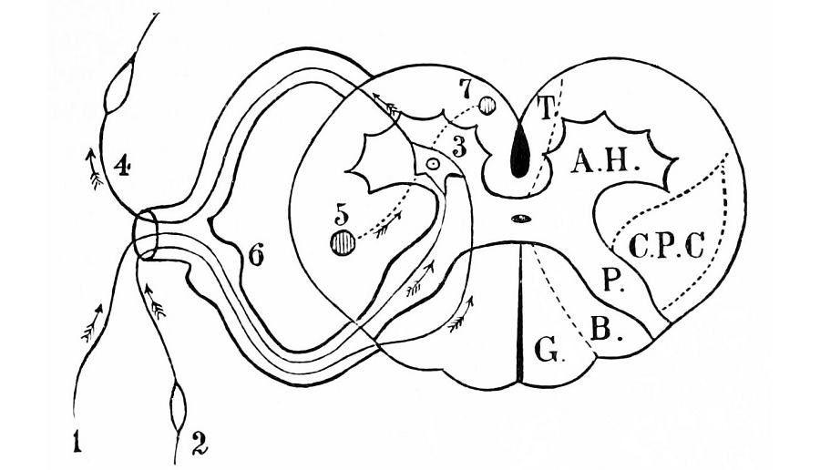Arco reflejo: características, tipos y funciones