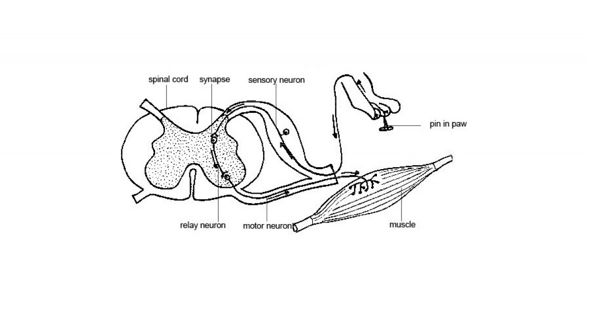 Interneurona: características de este tipo de célula nerviosa