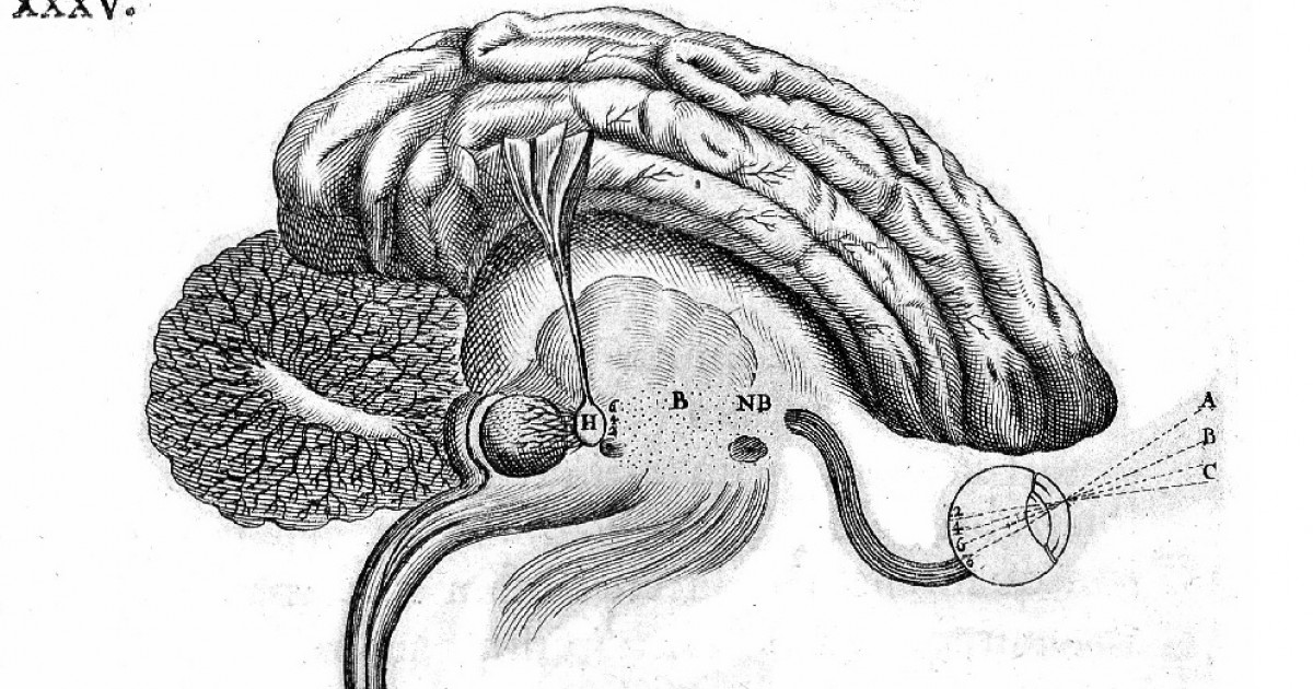 ¿Qué es la Psicología Fisiológica?