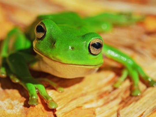 Lista de fobias: un diccionario para entenderlas