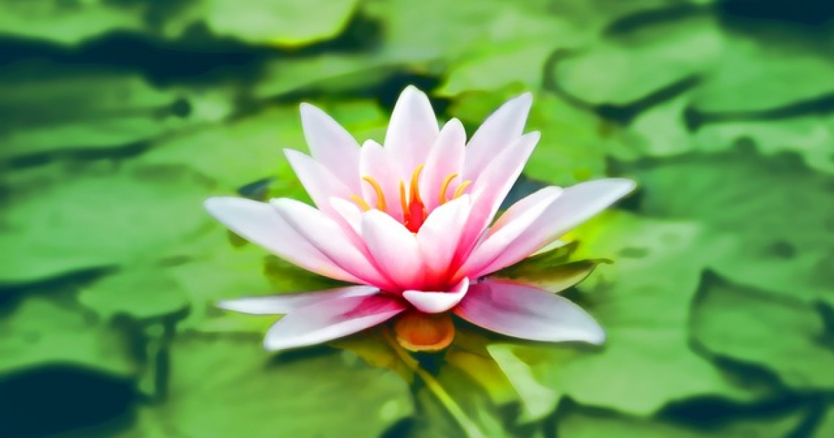 Los 8 tipos de Meditación (y sus características) Los 8 tipos de Meditación (y sus características)