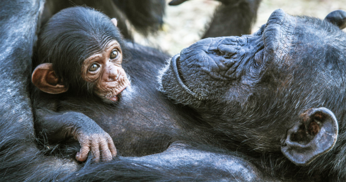 Teoría de Michael Tomasello: ¿qué nos hace humanos?