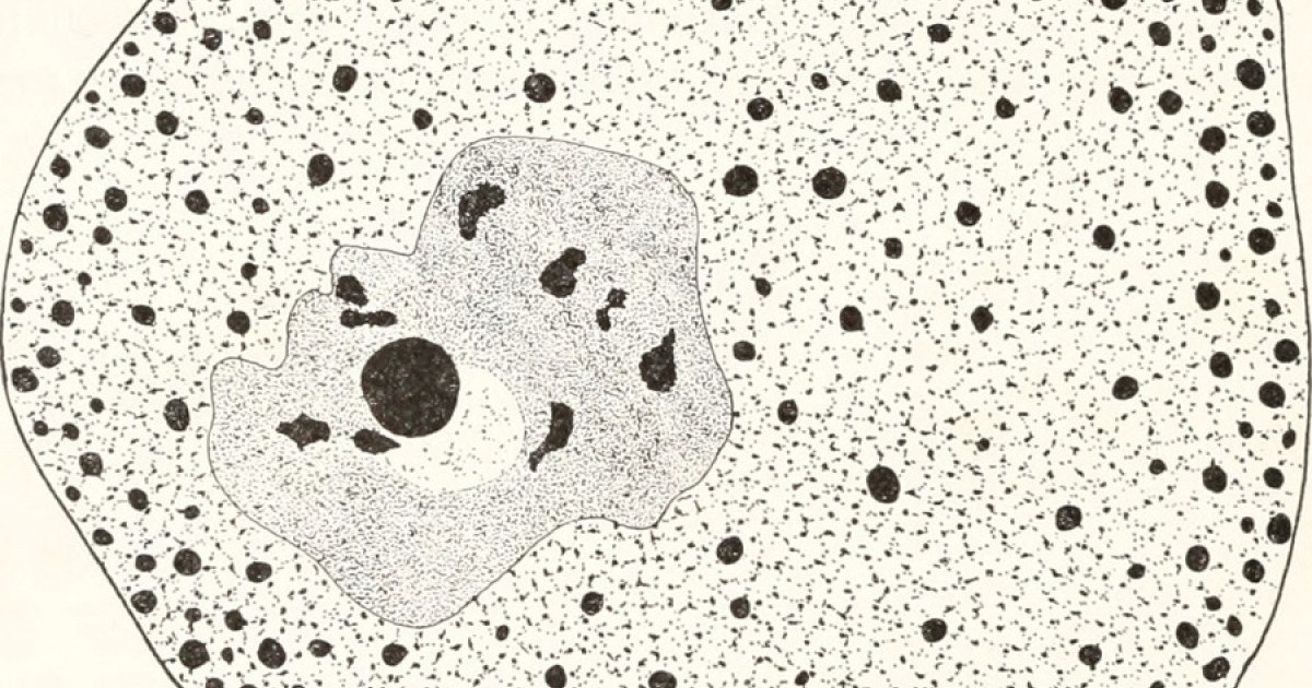 Nucleoplasma: qué es, partes y funciones