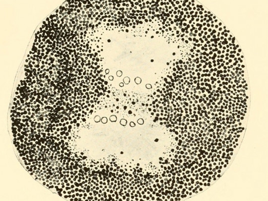 Apoenzima: qué es, características y química de su funcionamiento