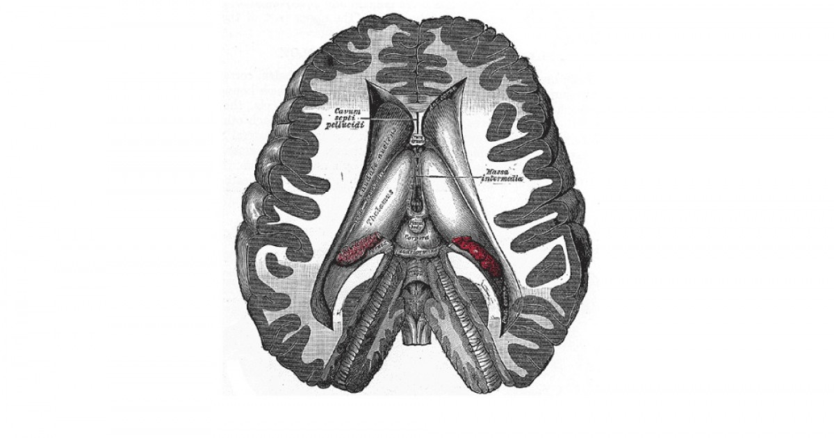 Diencéfalo: estructura y funciones de esta región cerebral