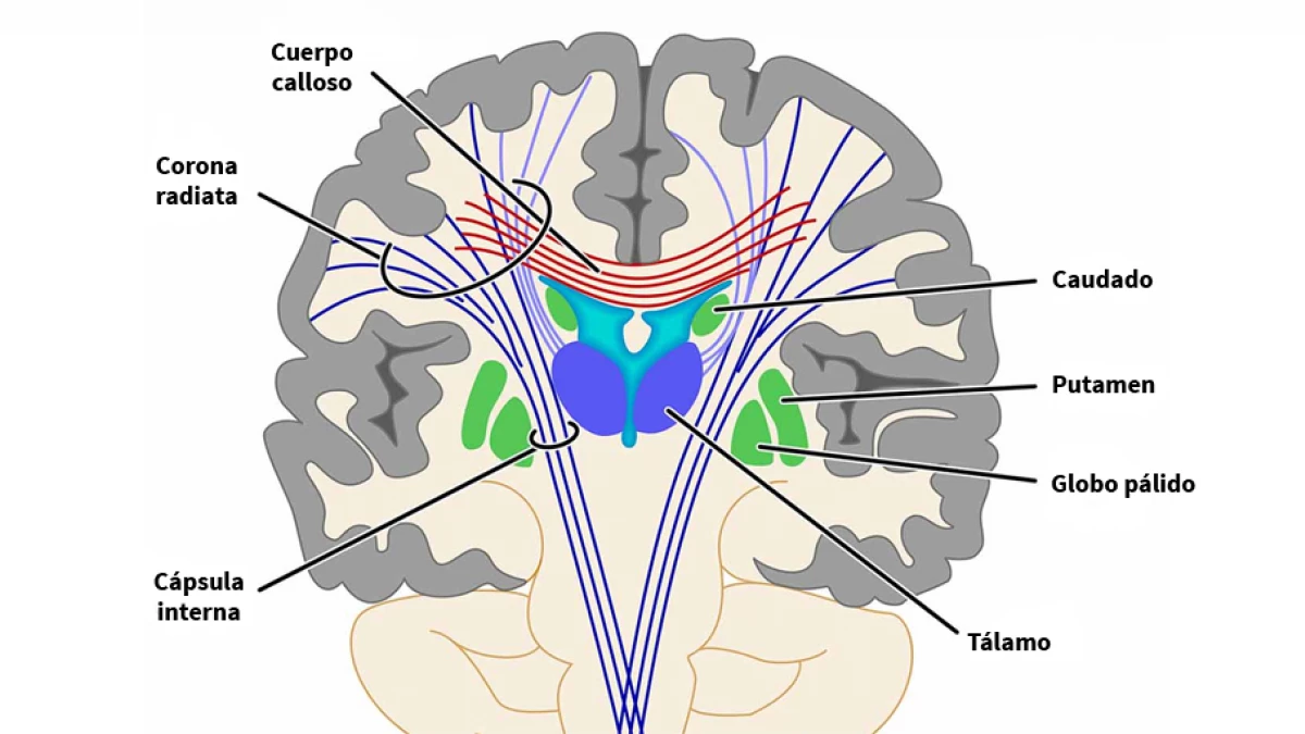 Portal 2 Espaco Nucleo Humano Partes Del Cerebro Humano (y Funciones)