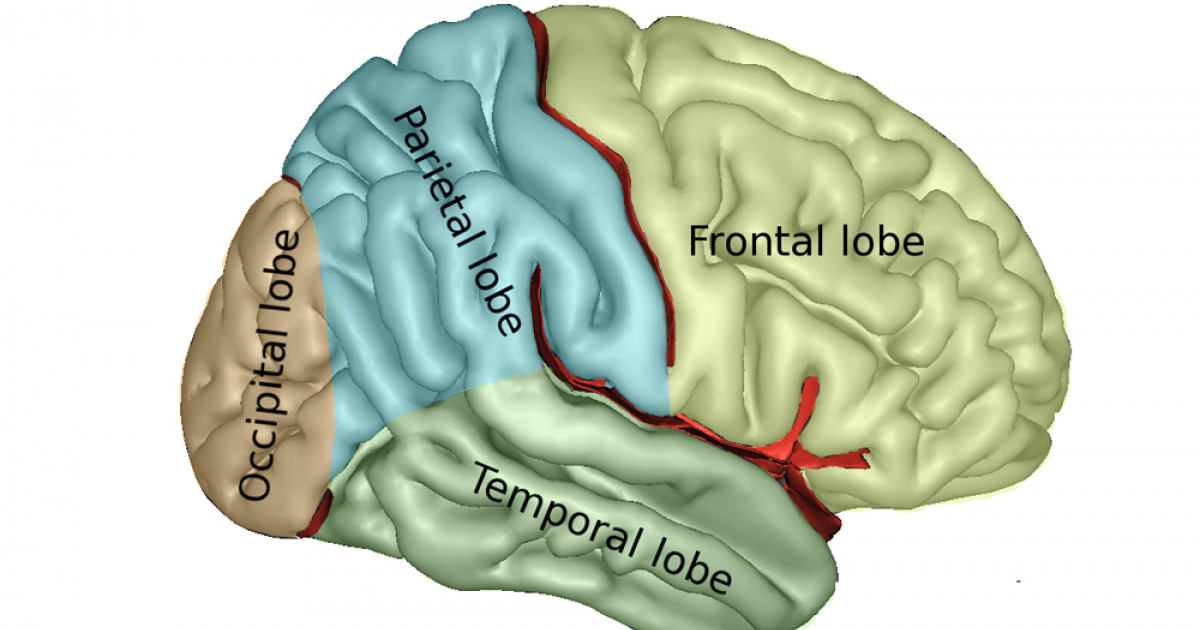 Telencéfalo: partes y funciones de esta parte del cerebro