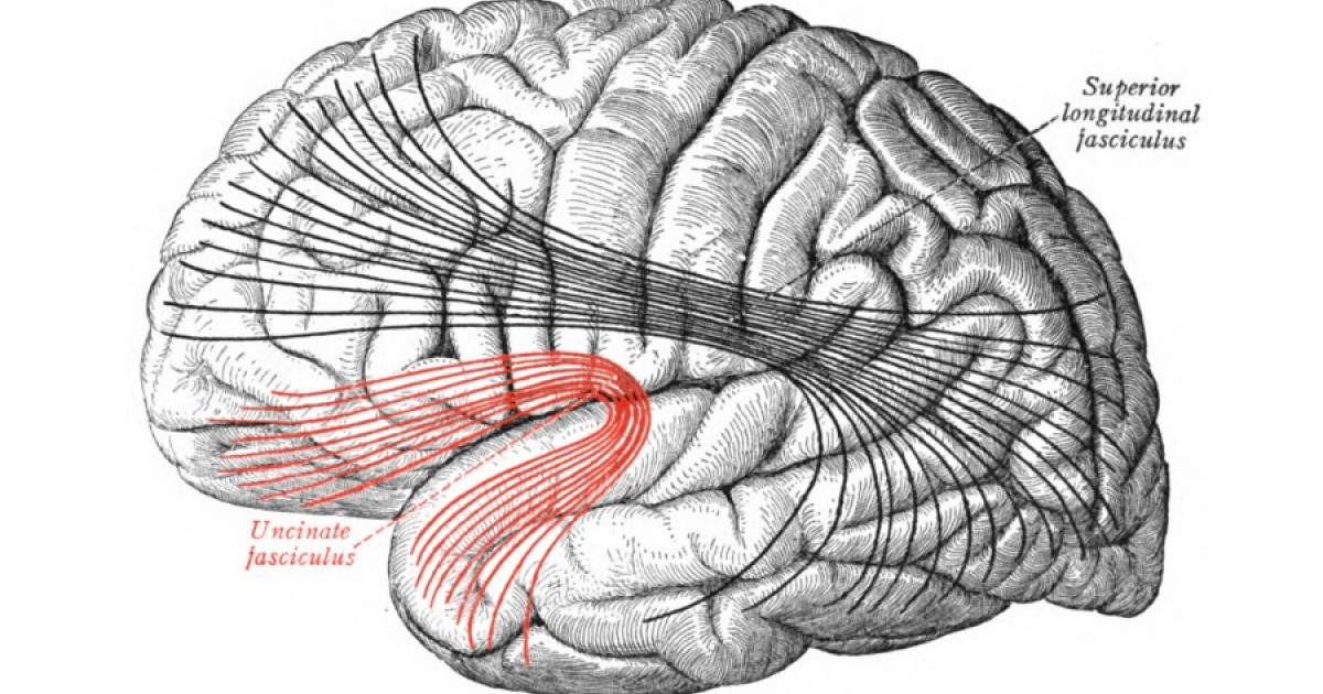 Fascículo uncinado: características, partes y funciones en el cerebro