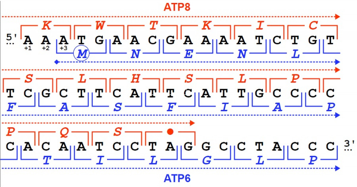 ¿Qué es un codón? Características y funciones