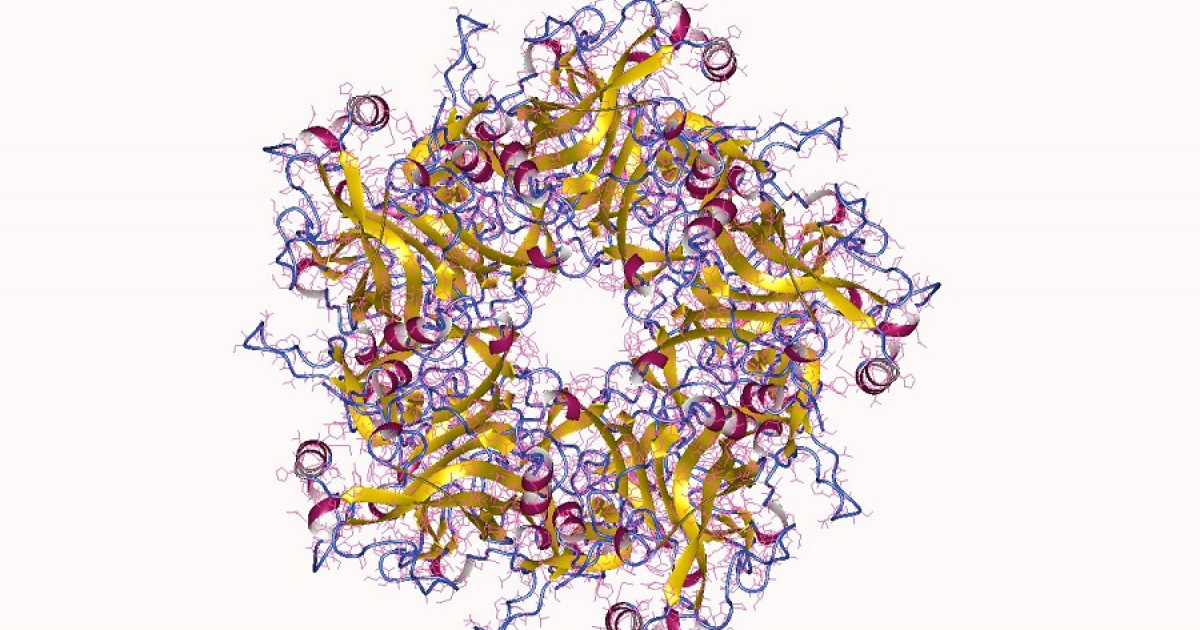 Virus Del Papiloma Humano Tipos
