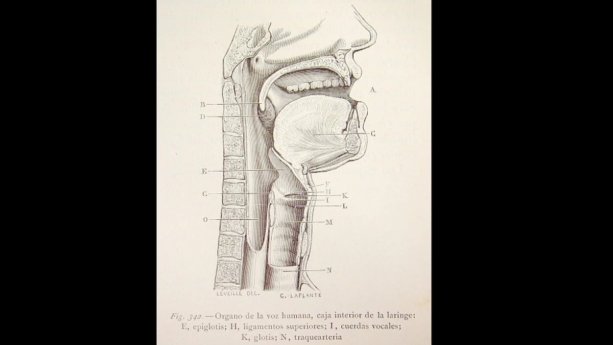 Anatomía De La Glotis Hipo: Instrucciones De Cuidado | Kaiser