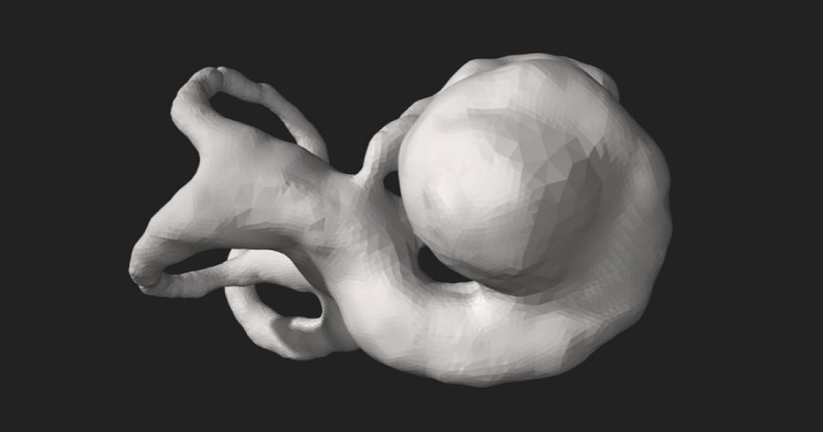 Cóclea: qué es, partes, funciones y patologías asociadas