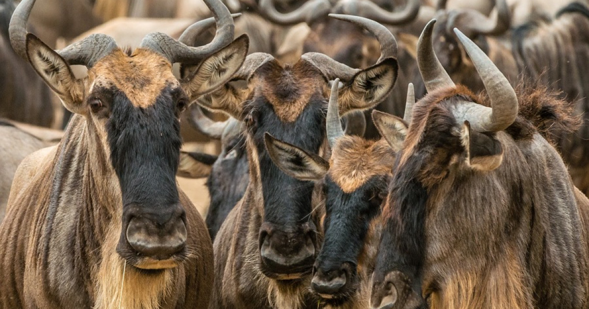Regla de Gloger: qué es y cómo explica la coloración de los animales