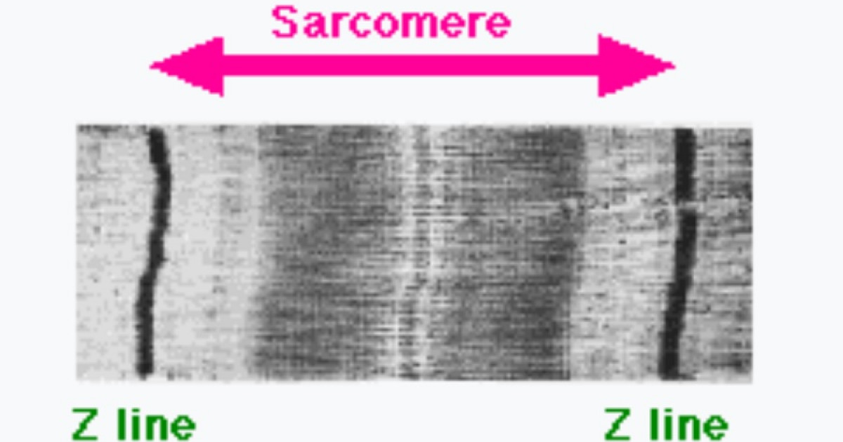 Sarcómero: partes, funciones y enfermedades asociadas
