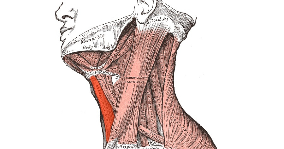 Músculo esternocleidohioideo: qué es, características y cómo funciona