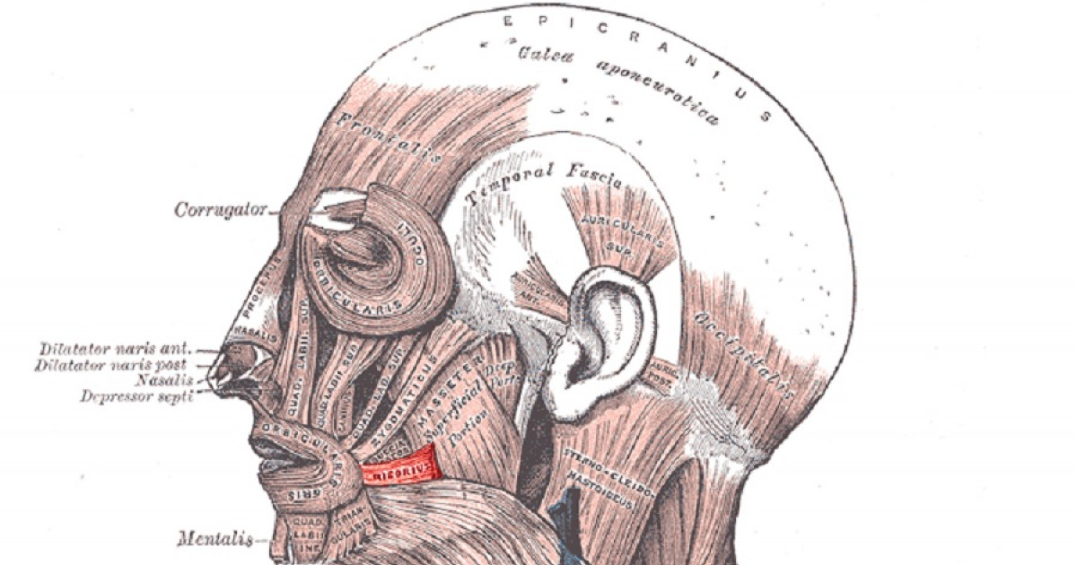 Músculo risorio: qué es, funciones y características