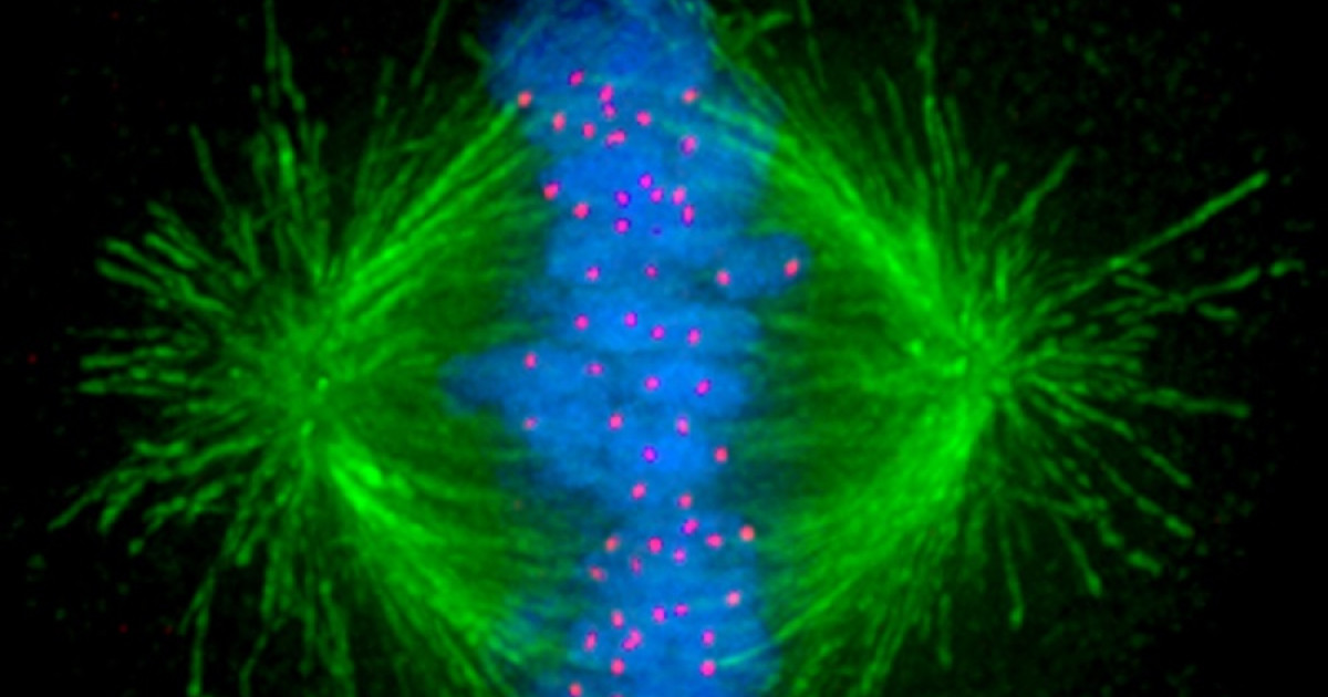 Cinetocoro: qué es, características y funciones de esta parte del cromosoma