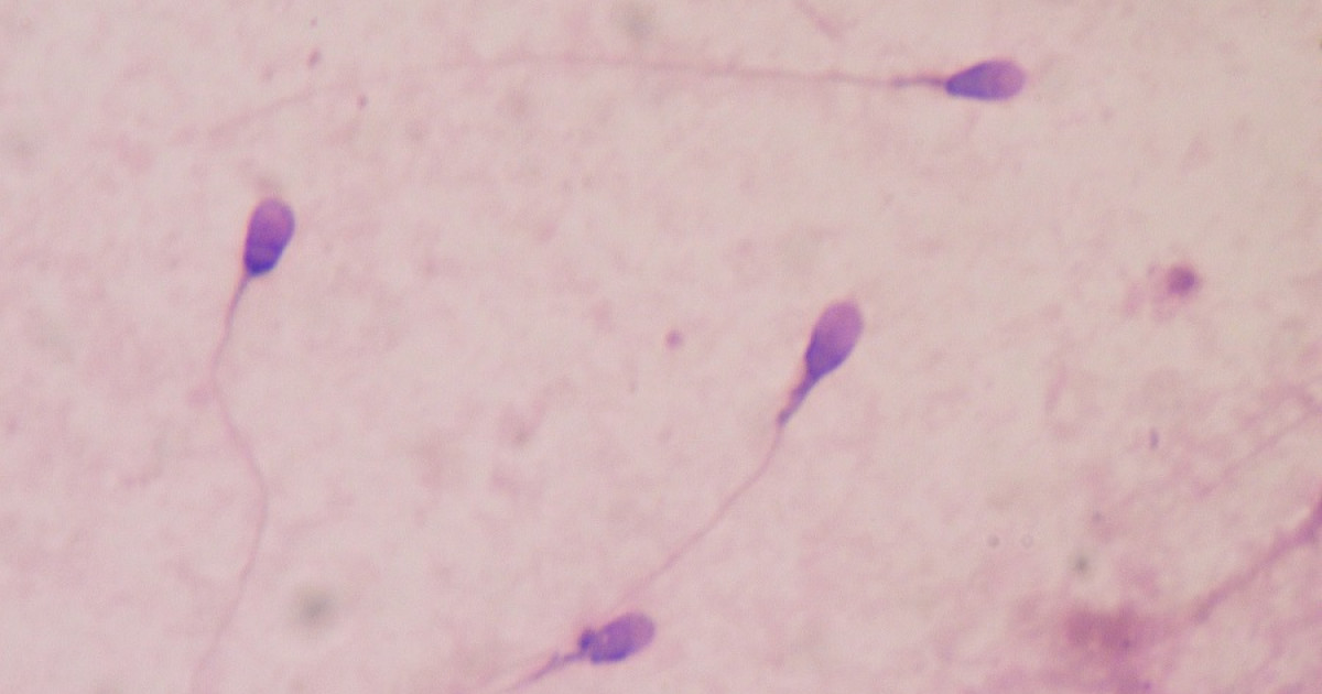 Espermatogénesis: qué es y cuáles son sus fases