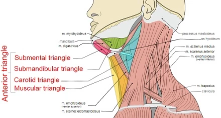 Anatomía Humana Del Cuello