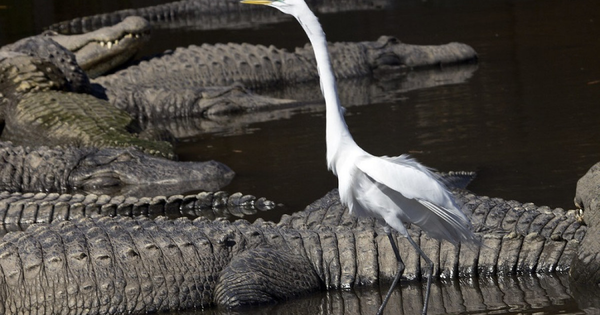 Las 5 diferencias entre animales ectotermos y endotermos