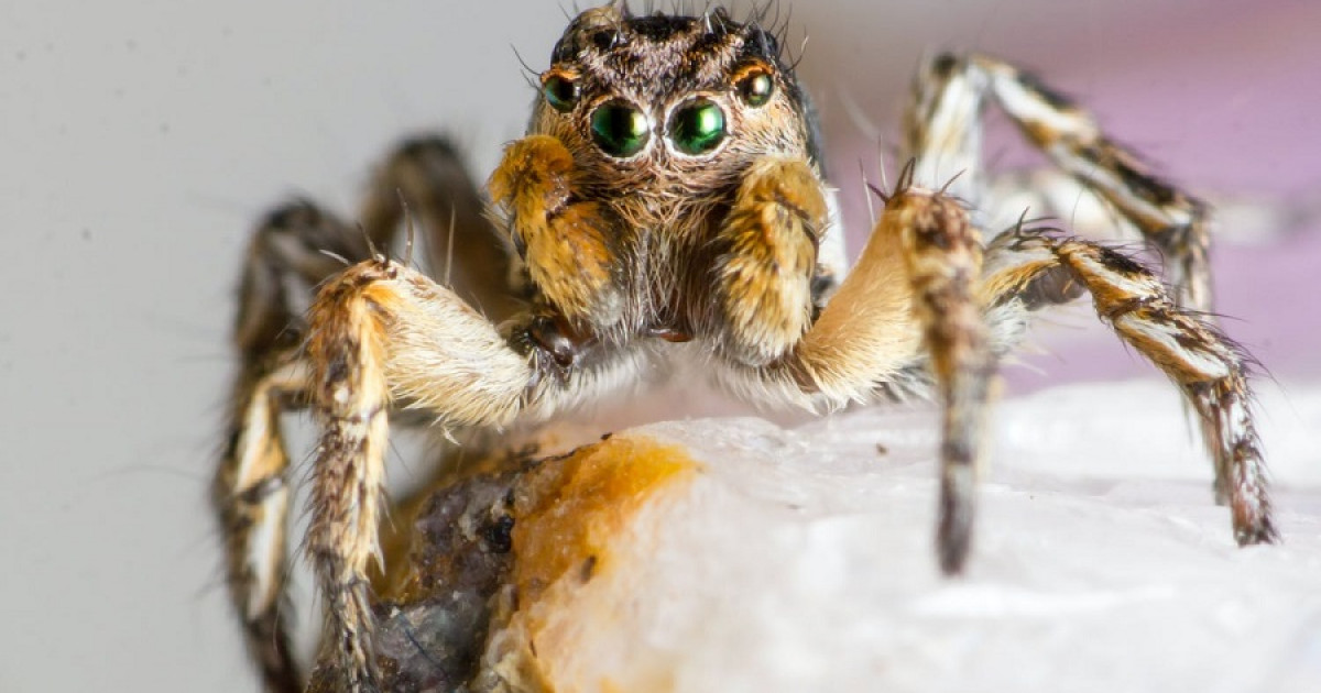 Las 5 diferencias entre tóxico y venenoso