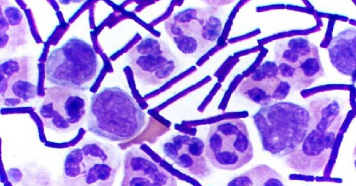 Eubacterias: qué son, características y tipos